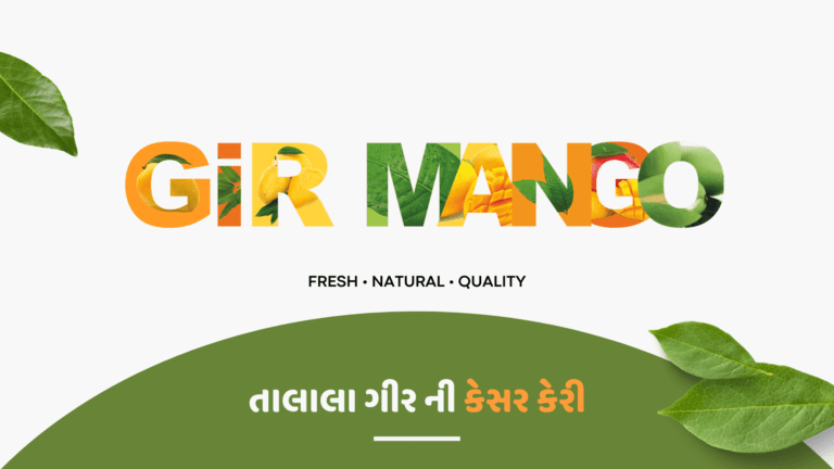 Talala Gir Mango | Real Test of Kesar Mango