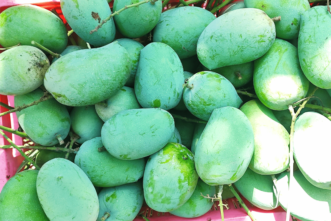 Talala Gir Mango | Real Test of Kesar Mango