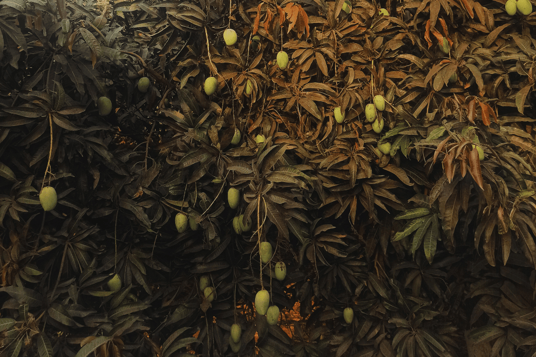 Talala Gir Mango | Real Test of Kesar Mango