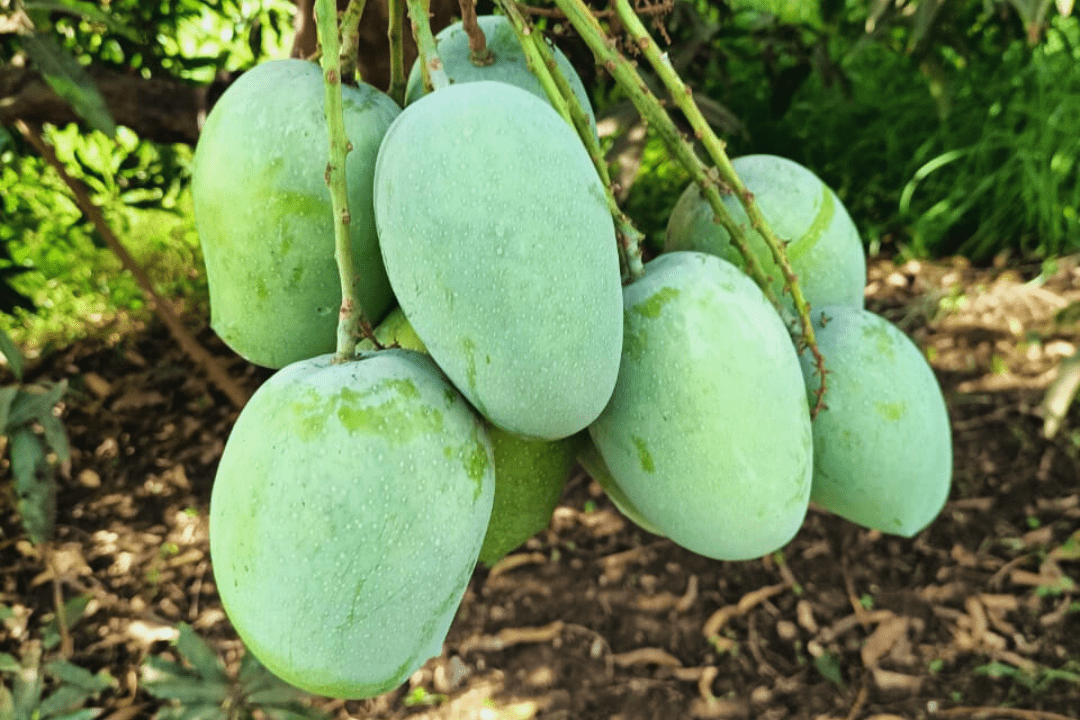 Talala Gir Mango | Real Test of Kesar Mango