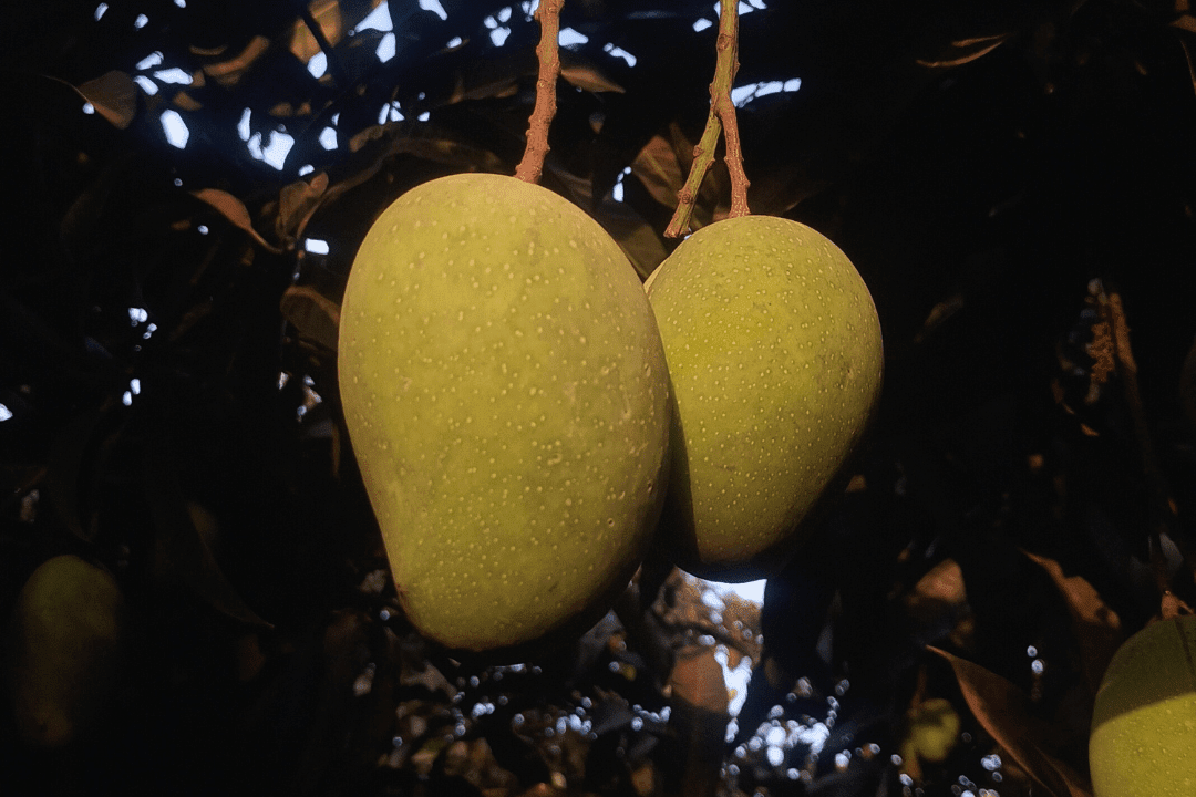 Talala Gir Mango | Real Test of Kesar Mango