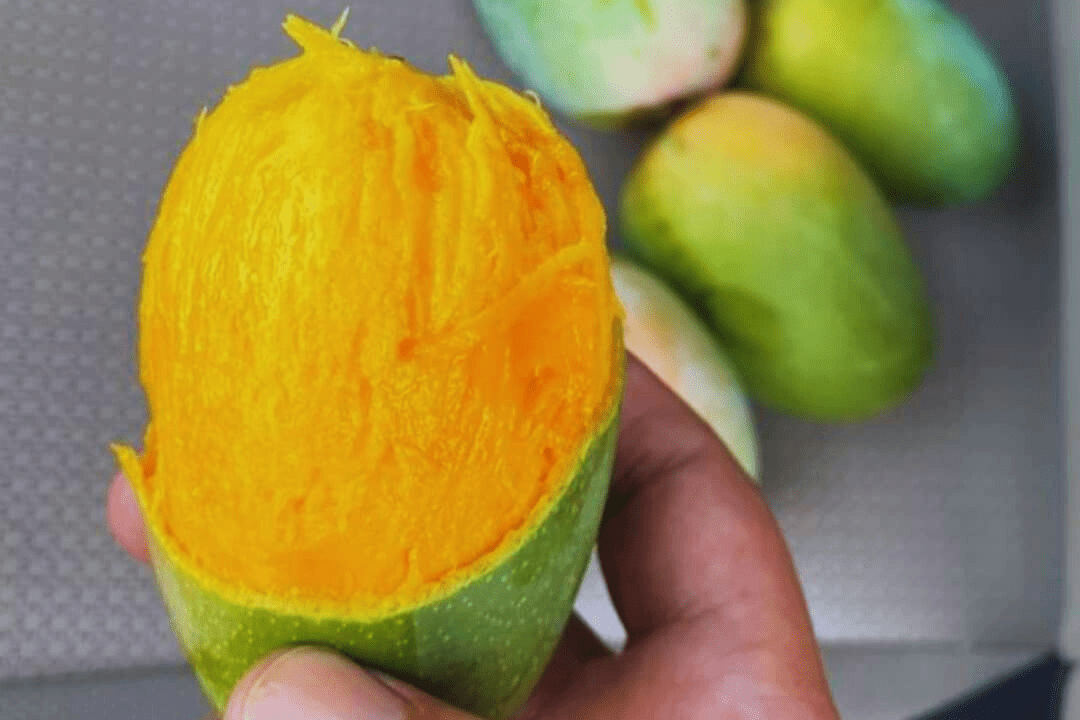 Talala Gir Mango | Real Test of Kesar Mango