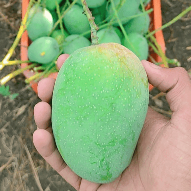 Buy Fresh Kesar Mango Online | Talala (Gir)