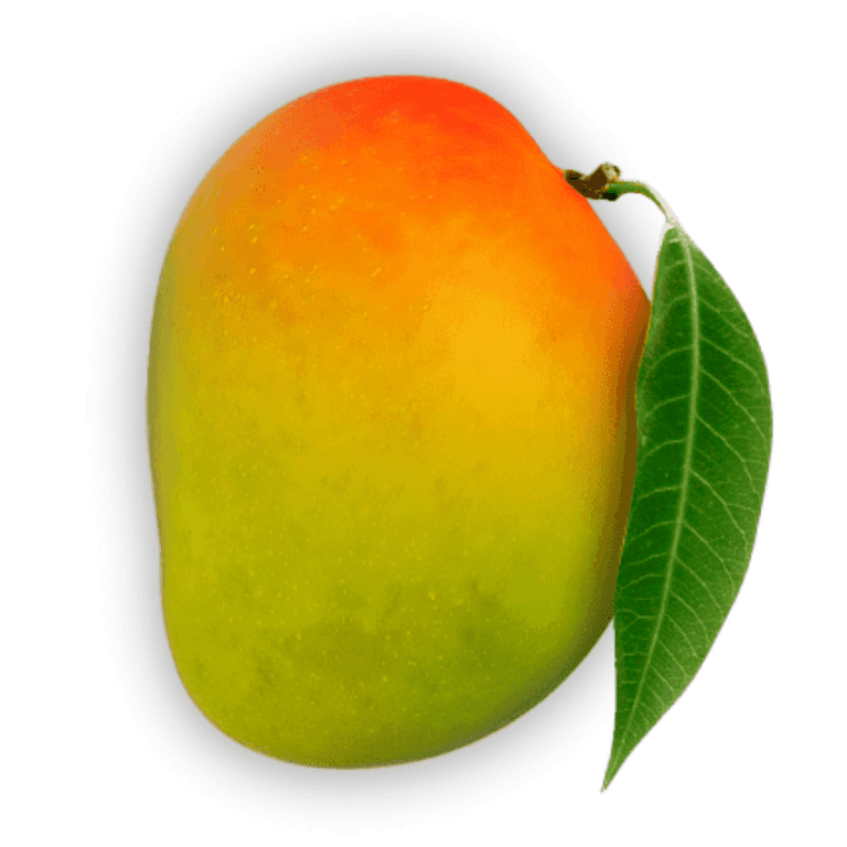 Talala Gir Mango | Real Test of Kesar Mango