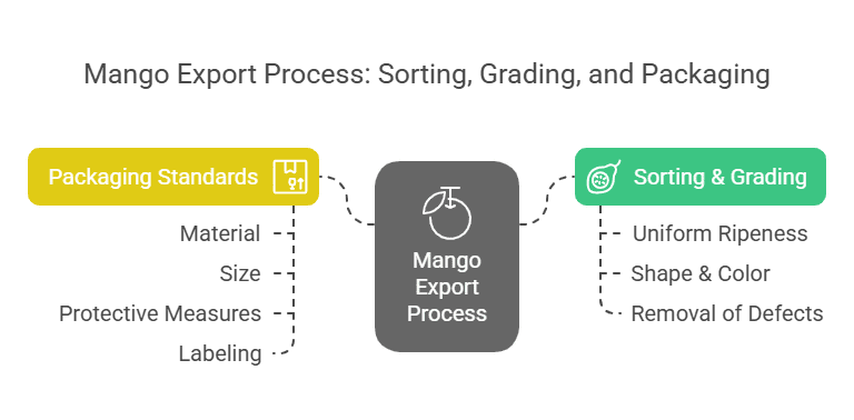 Mango Export from India to UK in 2025 – Step-by-Step Guide